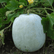 Buy Ash Gourd Seeds – Grow Safed Petha at Home – Moji Mall