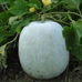 Buy Ash Gourd Seeds – Grow Safed Petha at Home – Moji Mall