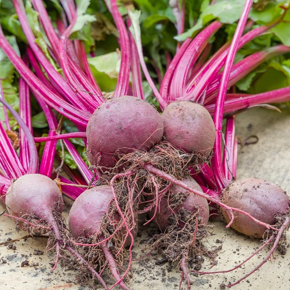 Buy Beetroot Seeds – Fresh Beets for Home Garden – Moji Mall