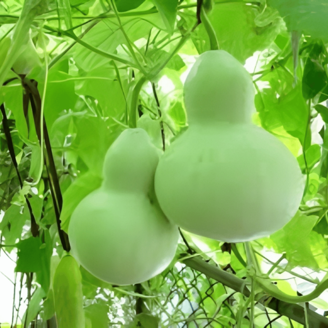 Calabash Gourd Seeds - Grow Nutritious Gourds at Home – Moji Mall