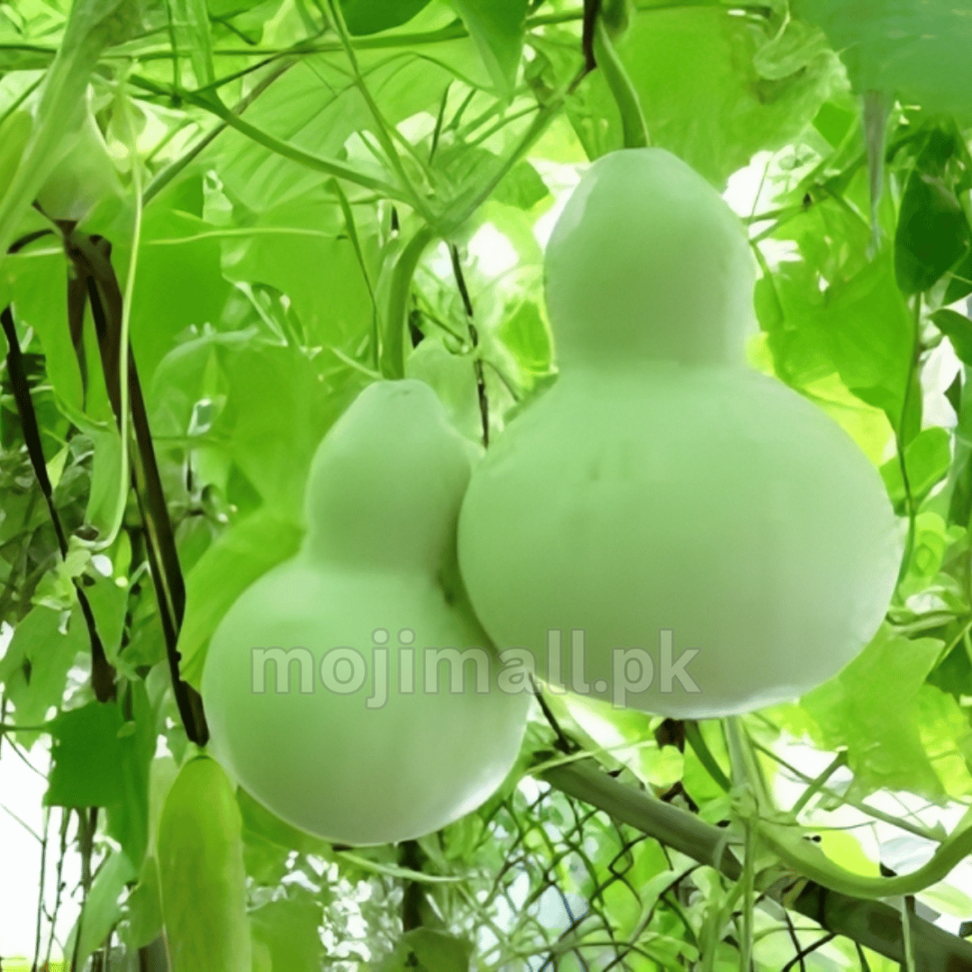 Calabash Gourd Seeds - Grow Nutritious Gourds at Home – Moji Mall