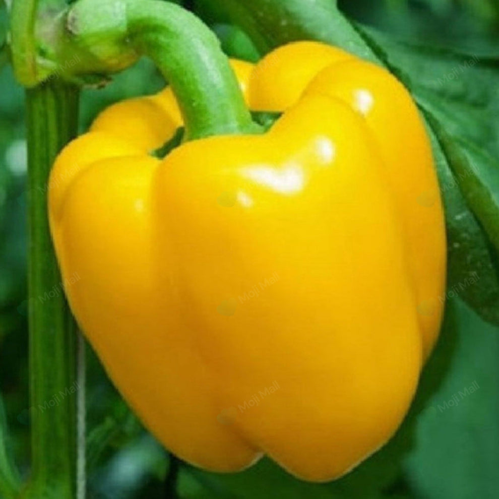 Capsicum Yellow Hybrid Seeds - Grow Bright & Tasty Peppers – Moji Mall