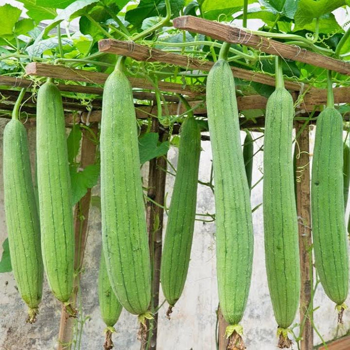 Sponge Gourd Seeds for Pots – Grow Hybrid Tori in Summer – Moji Mall