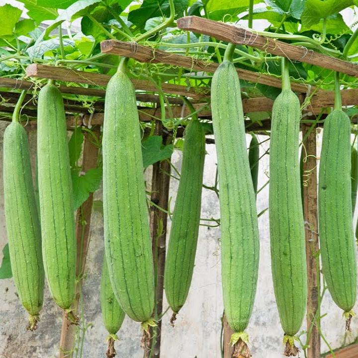 Sponge Gourd Seeds for Pots – Grow Hybrid Tori in Summer – Moji Mall