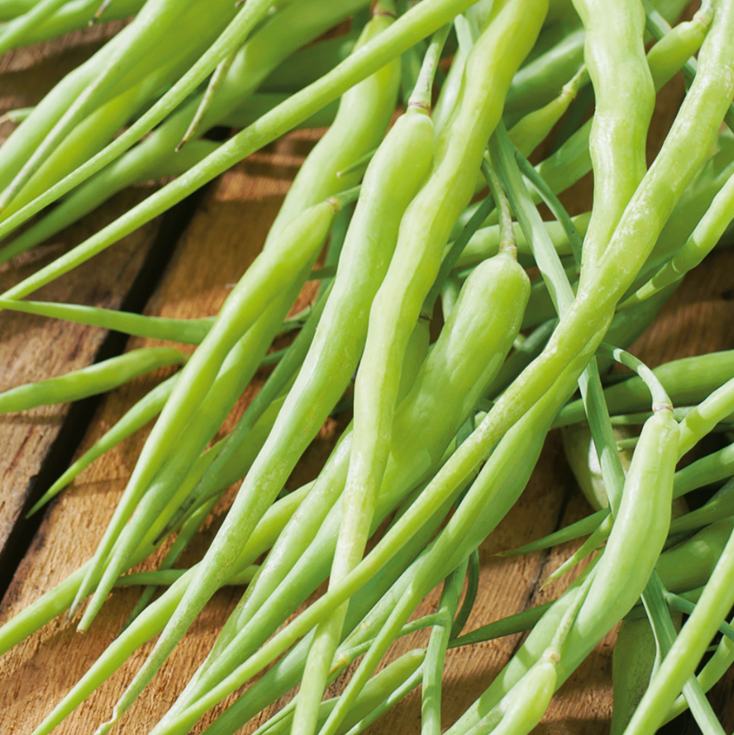 Radish Pods (Moongray) – Edible Seed Pod Vegetable Seeds – Moji Mall
