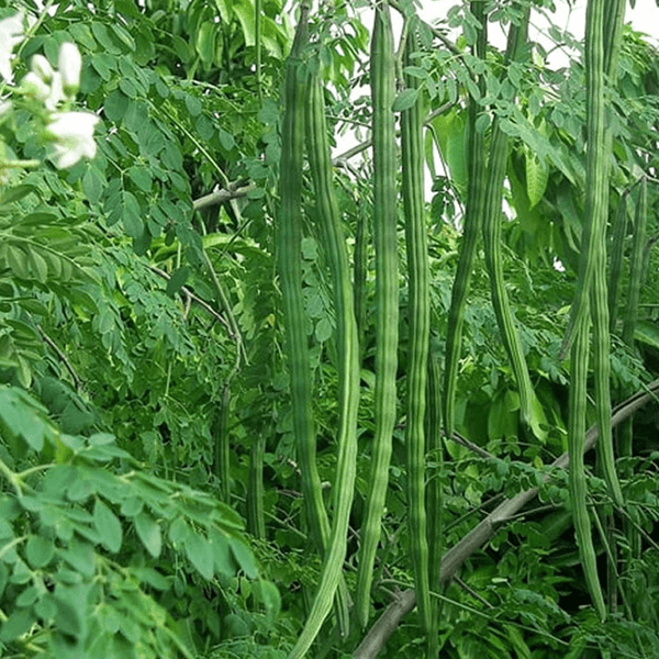 Buy Moringa Seeds – Grow Sohanjna Tree in Pakistan – Moji Mall