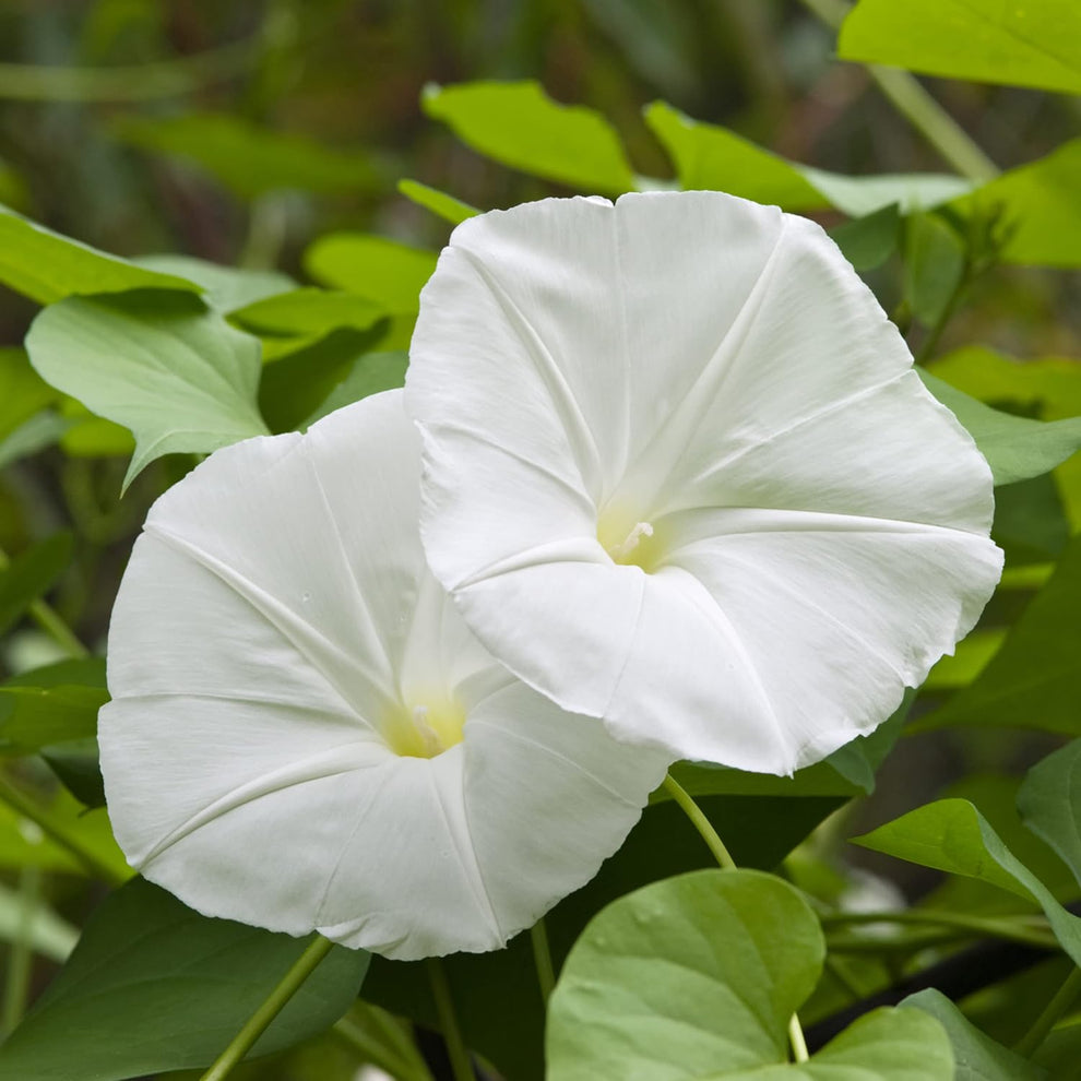 Morning Glory White (Moon Flower) - Elegant Flower Seeds – Moji Mall