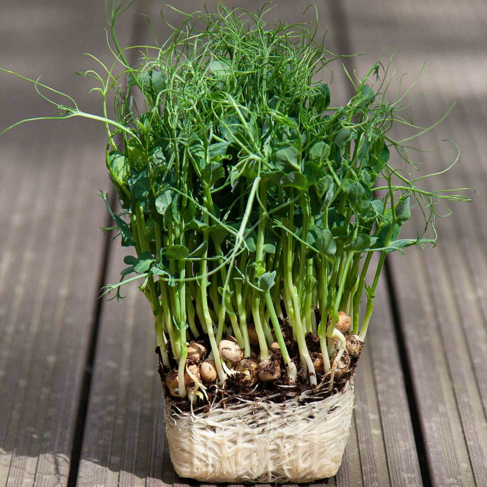 Pea Microgreens Seeds – Sweet Flavor & Crunchy Texture – Moji Mall