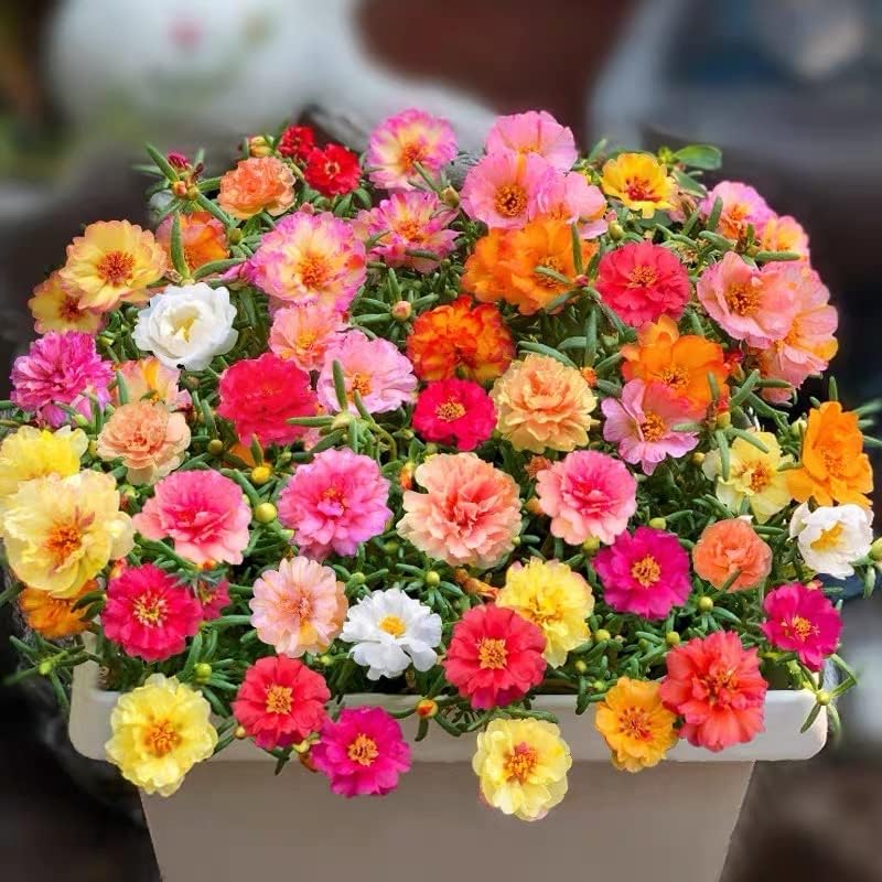 Portulaca Double Mixed Seeds – Easy-Care Summer Flowers – Moji Mall