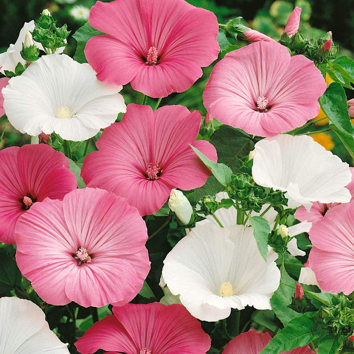 Rose Mallow (Lavatera) Seed Mix – Large Vibrant Blooms – Moji Mall
