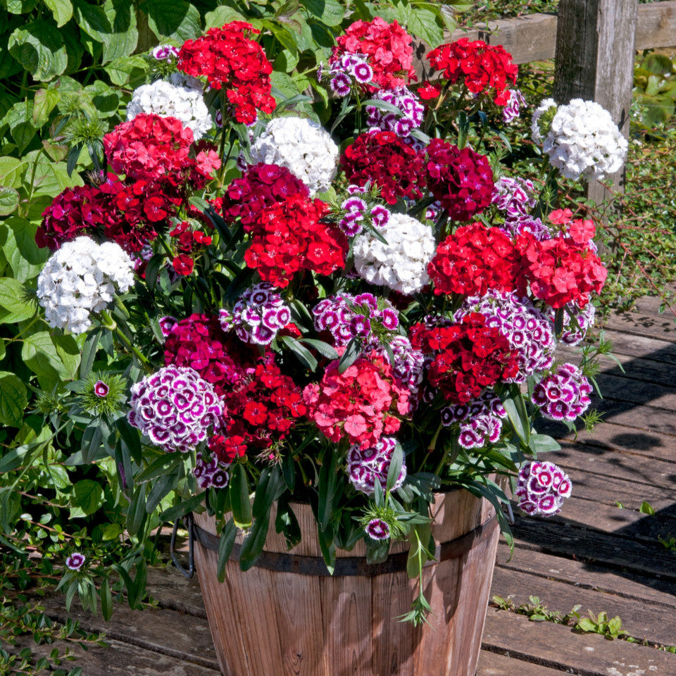 Sweet William Mix – Fragrant Flower Seeds – Moji Mall