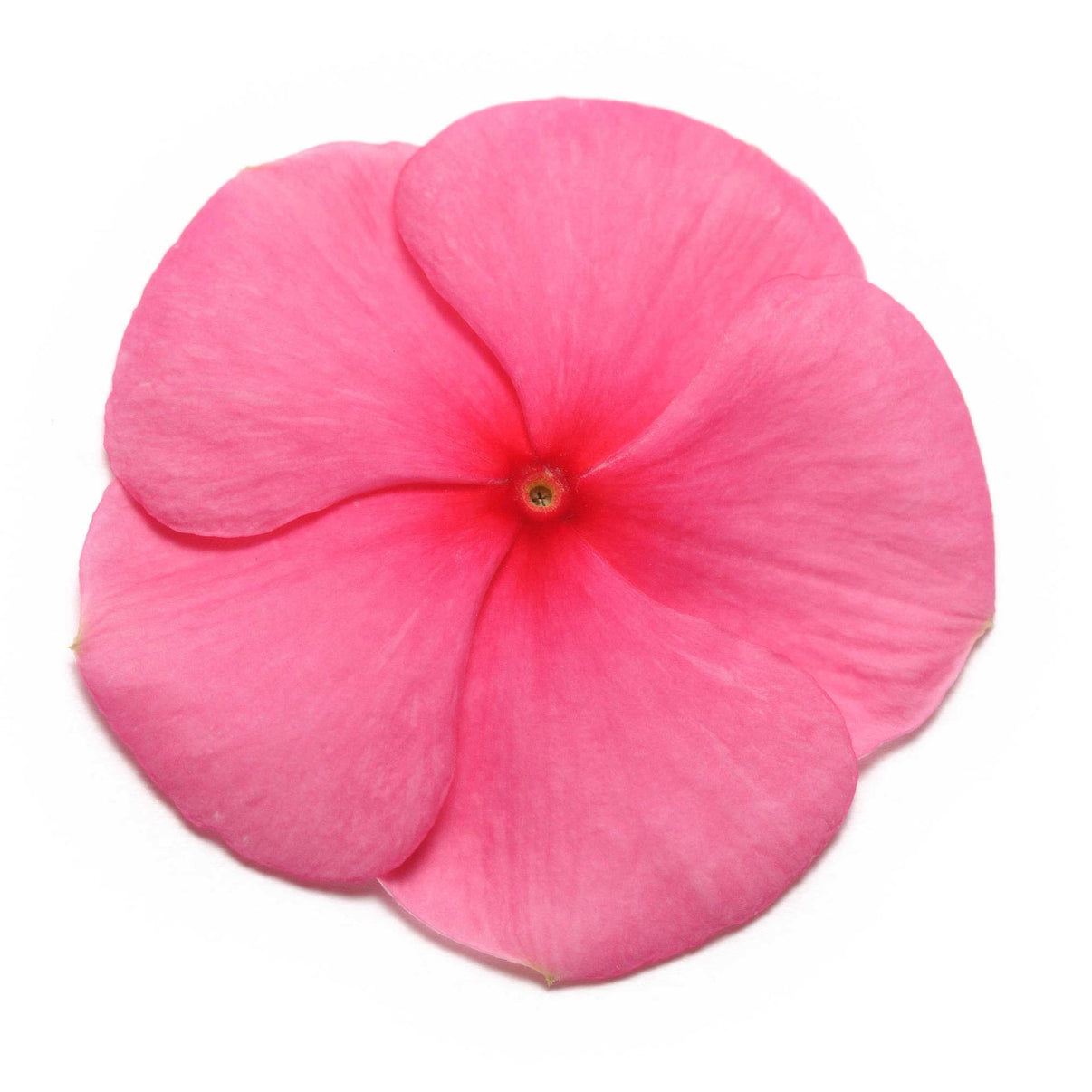 Vinca (Dwarf Punch) Hybrid Seeds – Bold Pink Blooms – Moji Mall