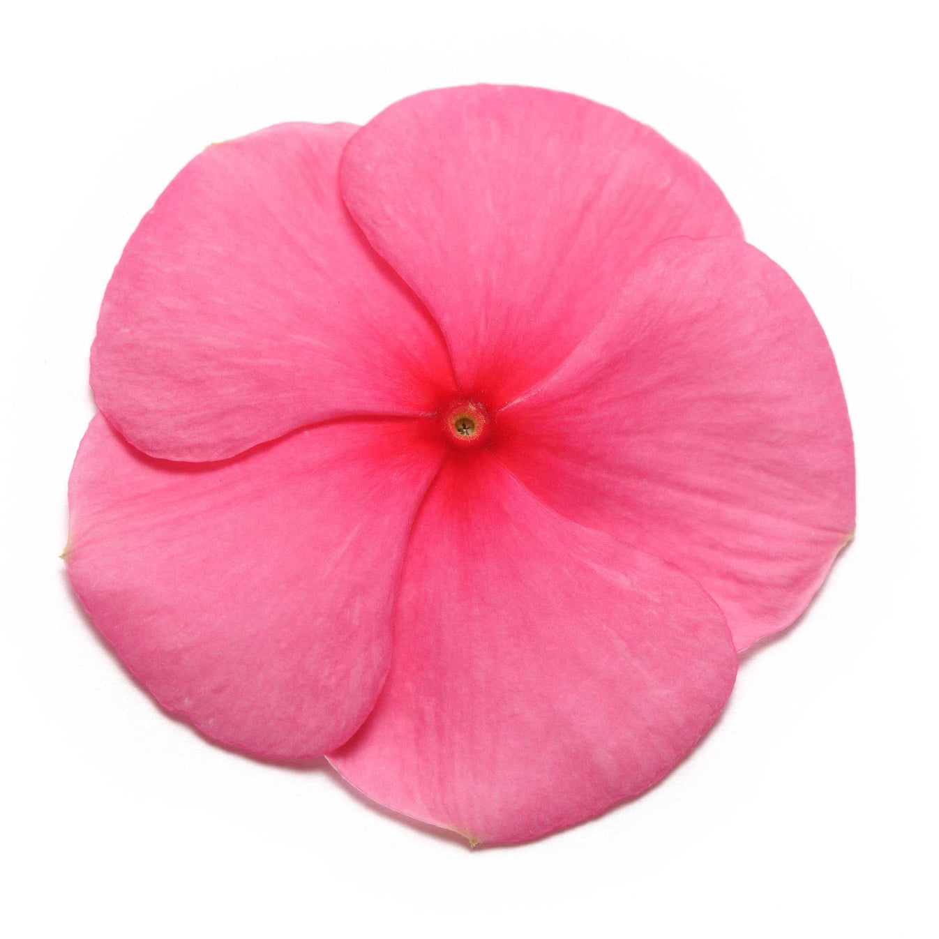 Vinca (Dwarf Punch) Hybrid Seeds – Bold Pink Blooms – Moji Mall