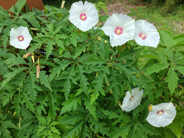 Alamo Vine Seeds – Elegant White Flowers for Trellises – Moji Mall