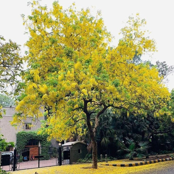 Buy Amaltas Tree Seeds – Grow Golden Shower Trees – Moji Mall