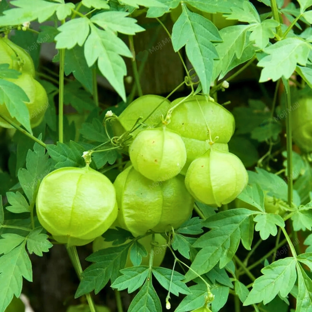 Balloon Vine Seeds - Unique Vine with Decorative Appeal – Moji Mall