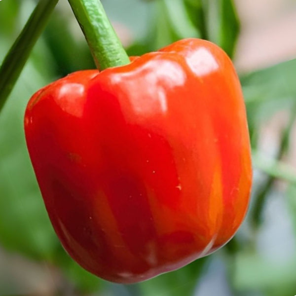 Capsicum Red – Hybrid Seeds – Sweet Bell Peppers for Garden – Moji Mall