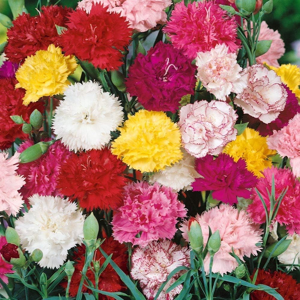 Carnation - Chabaud Giant Mix Seeds - Fragrant Blooms – Moji Mall