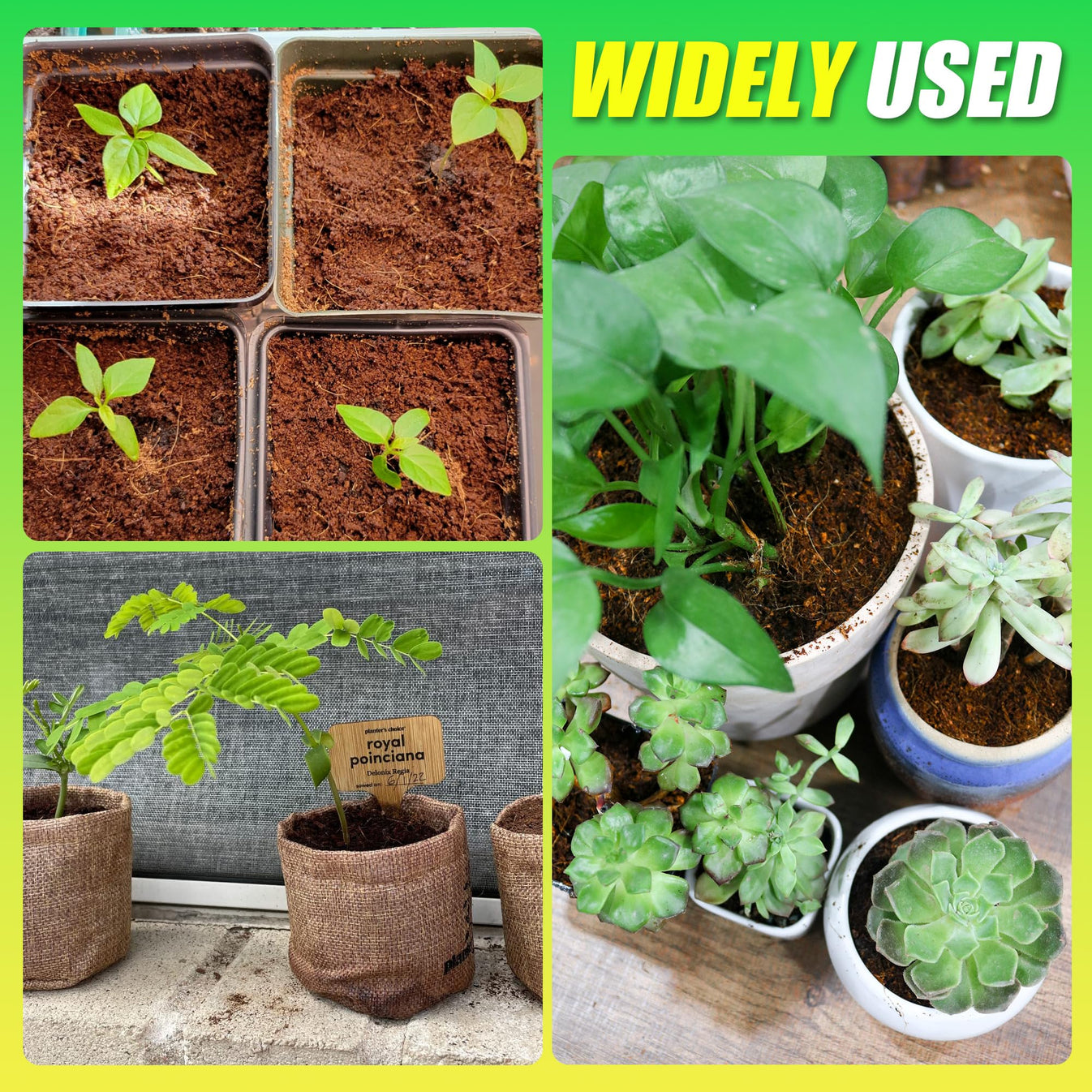 Coco Peat for Plants – Best Soil Base for Pots – Moji Mall