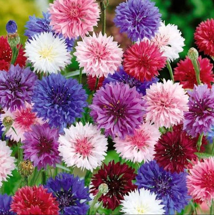 Buy Cornflower Mixed Seeds – Winter Blooms for Pots – Moji Mall