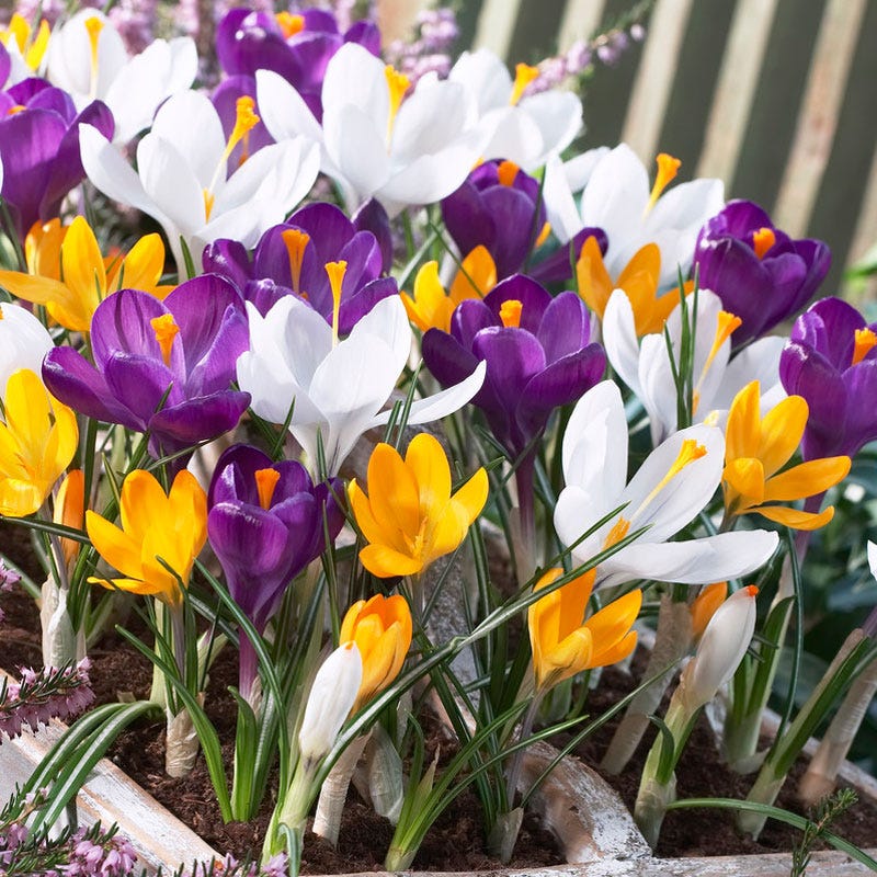Crocus Bulbs – Early Spring Flowering Bulbs – Moji Mall