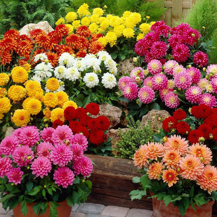 Dahlia Dwarf Double - Mixed Seeds - Vibrant Blooms – Moji Mall