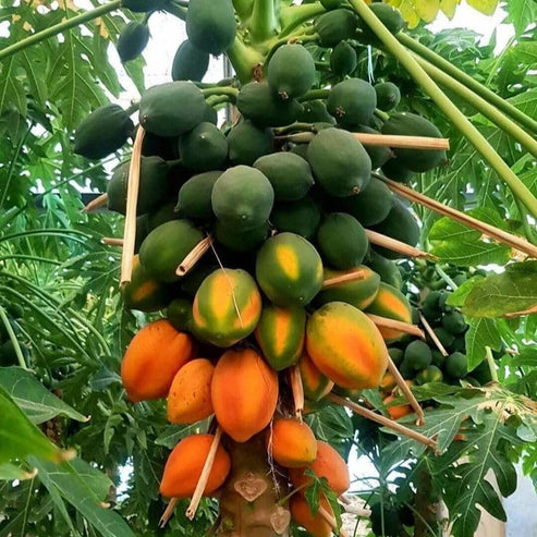 Buy Red Lady Papaya Seeds – Fast Fruiting Hybrid Tree – Moji Mall