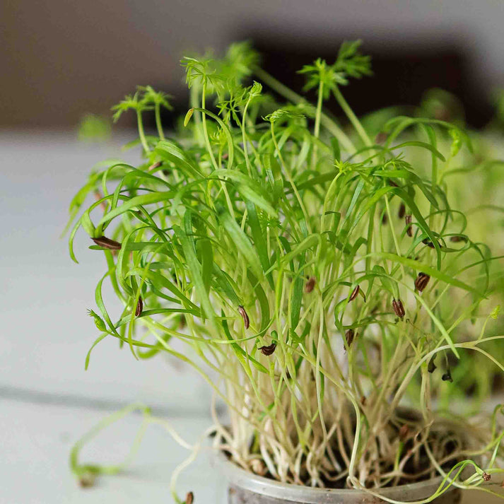 Fennel Microgreens Seeds – Aromatic Indoor Growing – Moji Mall