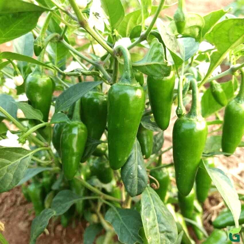 Buy Bullet Chili Seeds – Hot & Flavorful Variety – Moji Mall