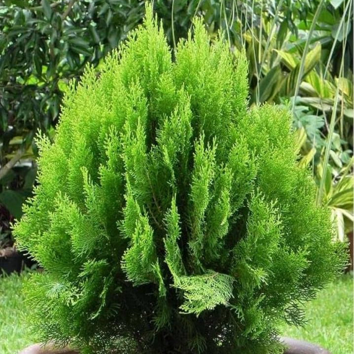 Mor Pankh (Thuja) – 150+ Tree Seeds – Moji Mall