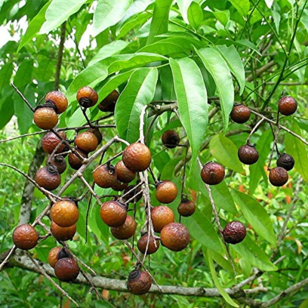 Soapnut (Reetha) Tree Seeds – Natural Cleansing Tree – Moji Mall