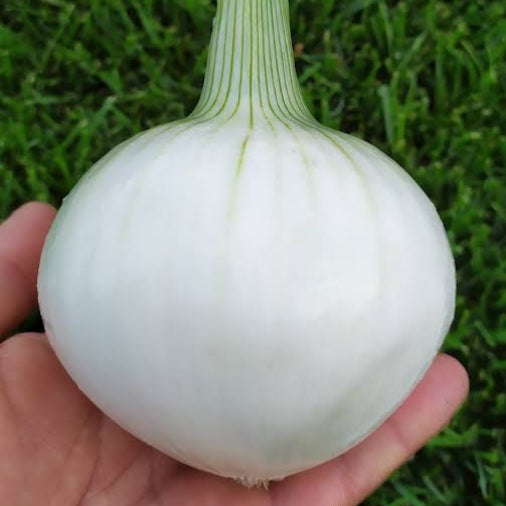 Onion White F1 Hybrid Seeds - Grow Crisp Onions – Moji Mall