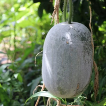 Buy Ash Gourd Seeds – Safed Petha for Rooftop or Grow Bags – Moji Mall