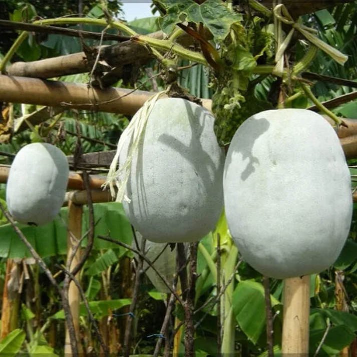 Buy Ash Gourd Seeds – Safed Petha for Rooftop or Grow Bags – Moji Mall