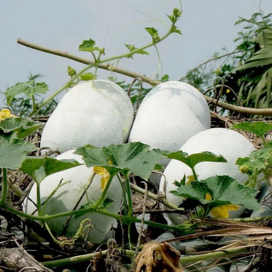 Buy Ash Gourd Seeds – Safed Petha for Rooftop or Grow Bags – Moji Mall