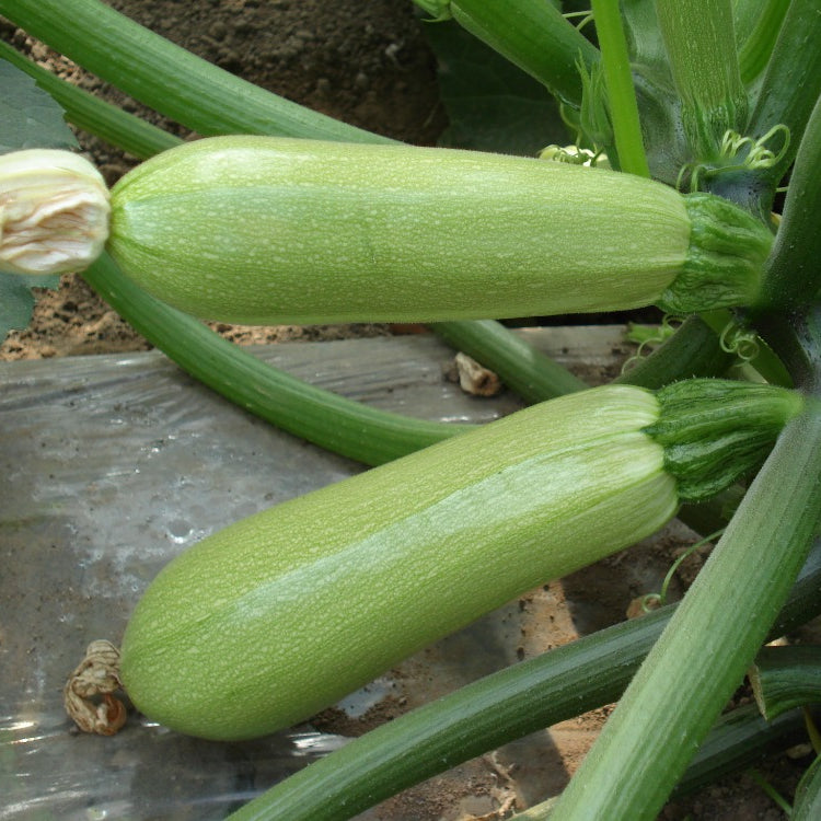 Squash Long F1 Hybrid Seeds – Fast Growing Variety – Moji Mall