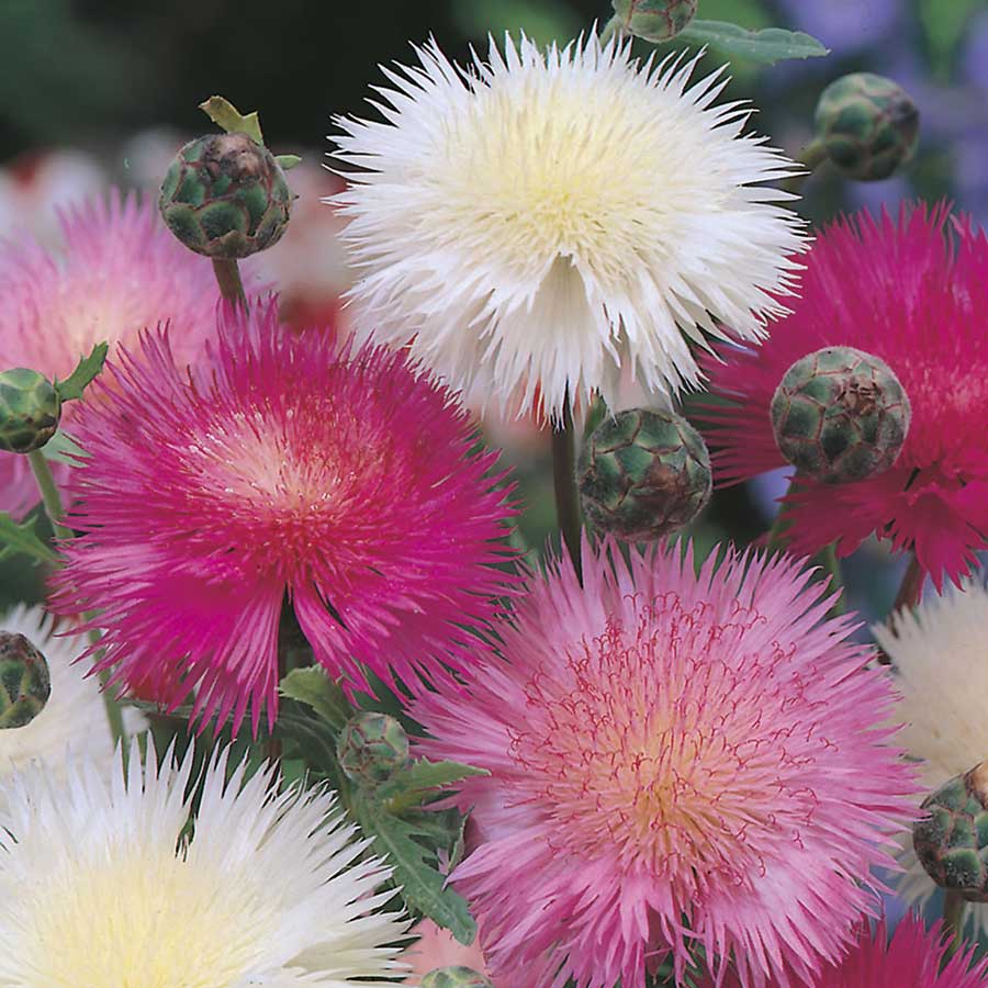 Sweet Sultan (Mixed Seeds) - Fragrant & Soft Garden Blooms – Moji Mall