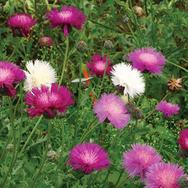 Sweet Sultan (Mixed Seeds) - Fragrant & Soft Garden Blooms – Moji Mall